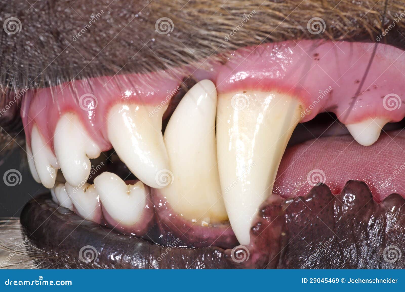 Dog teeth stock image. Image of teeth, judge, clean, dangerous - 29045469