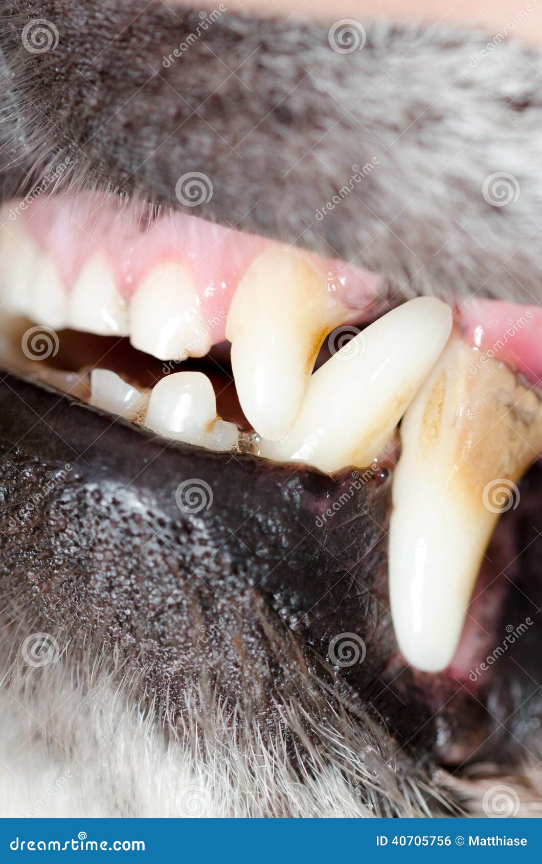 Dog teeth stock photo. Image of clean, bore, devotion - 40705756