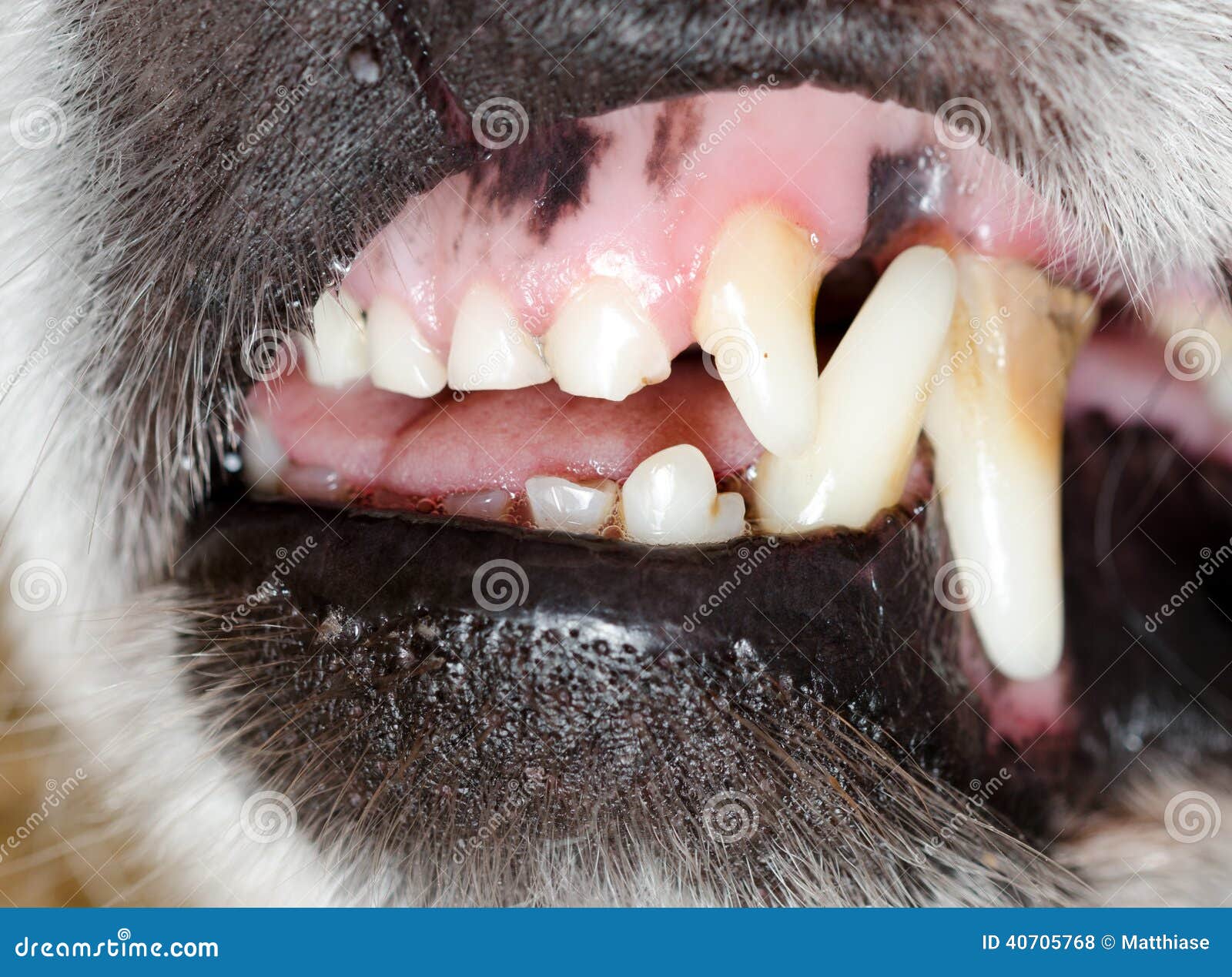 Dog teeth stock photo. Image of fingers, care, dentes - 40705768