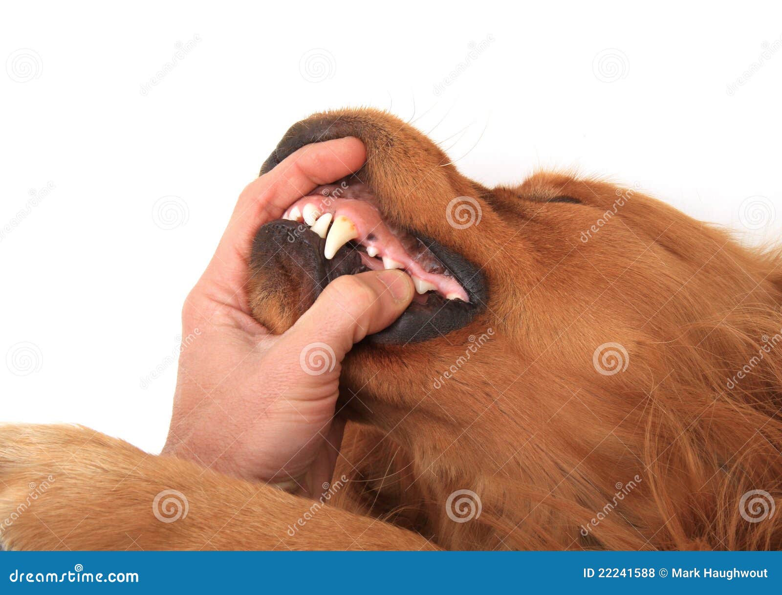 Dog Teeth On White Background Stock Photography | CartoonDealer.com ...