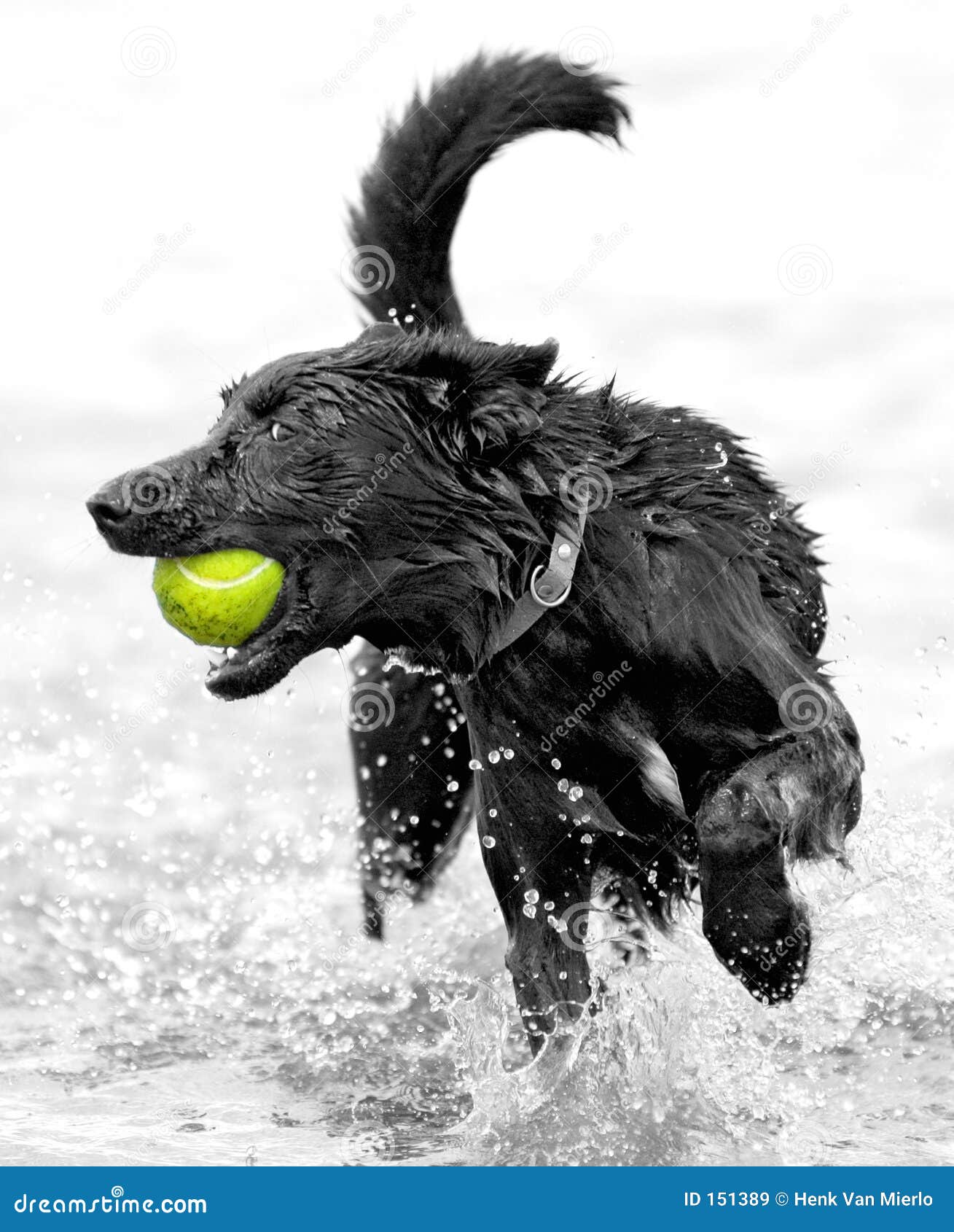 Dog with tennis ball stock image. Image of splash, black - 151389
