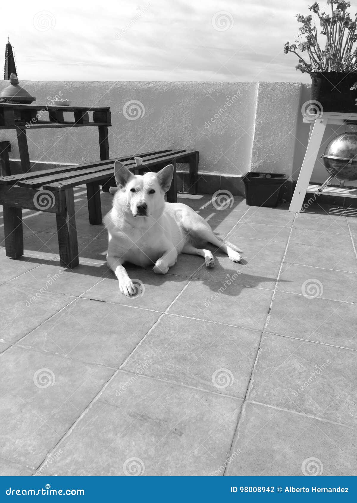 Dog stock photo. Image of snapshot, white, floor, terrace - 98008942