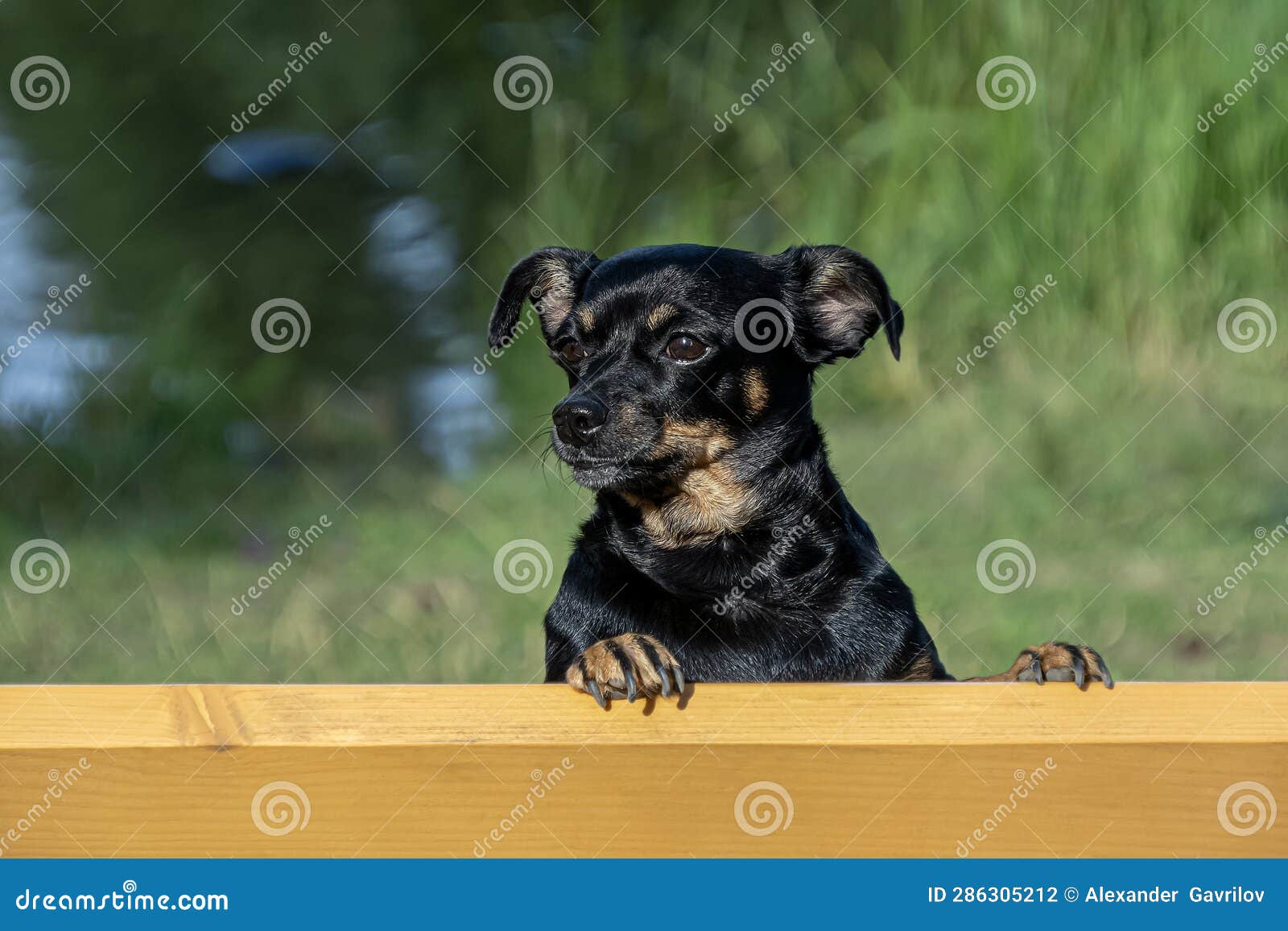 Dog. a Terrier. Cute Smiling Purebred Dog Stock Photo - Image of ...