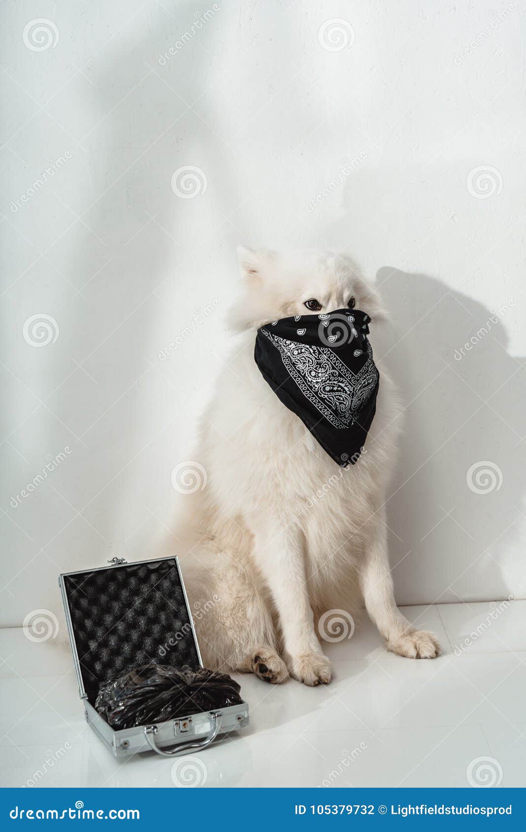 Dog thief stock photo. Image of pedigree, friendly, breed - 105379732