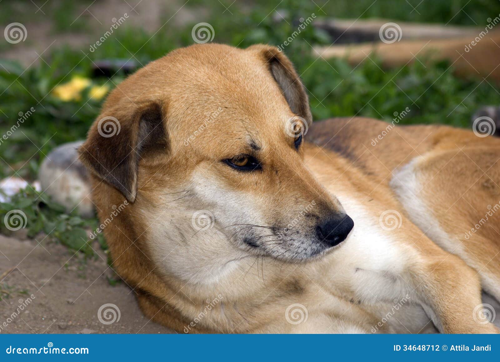 Dog, Thimphu, Bhutan stock photo. Image of posing, nature - 34648712
