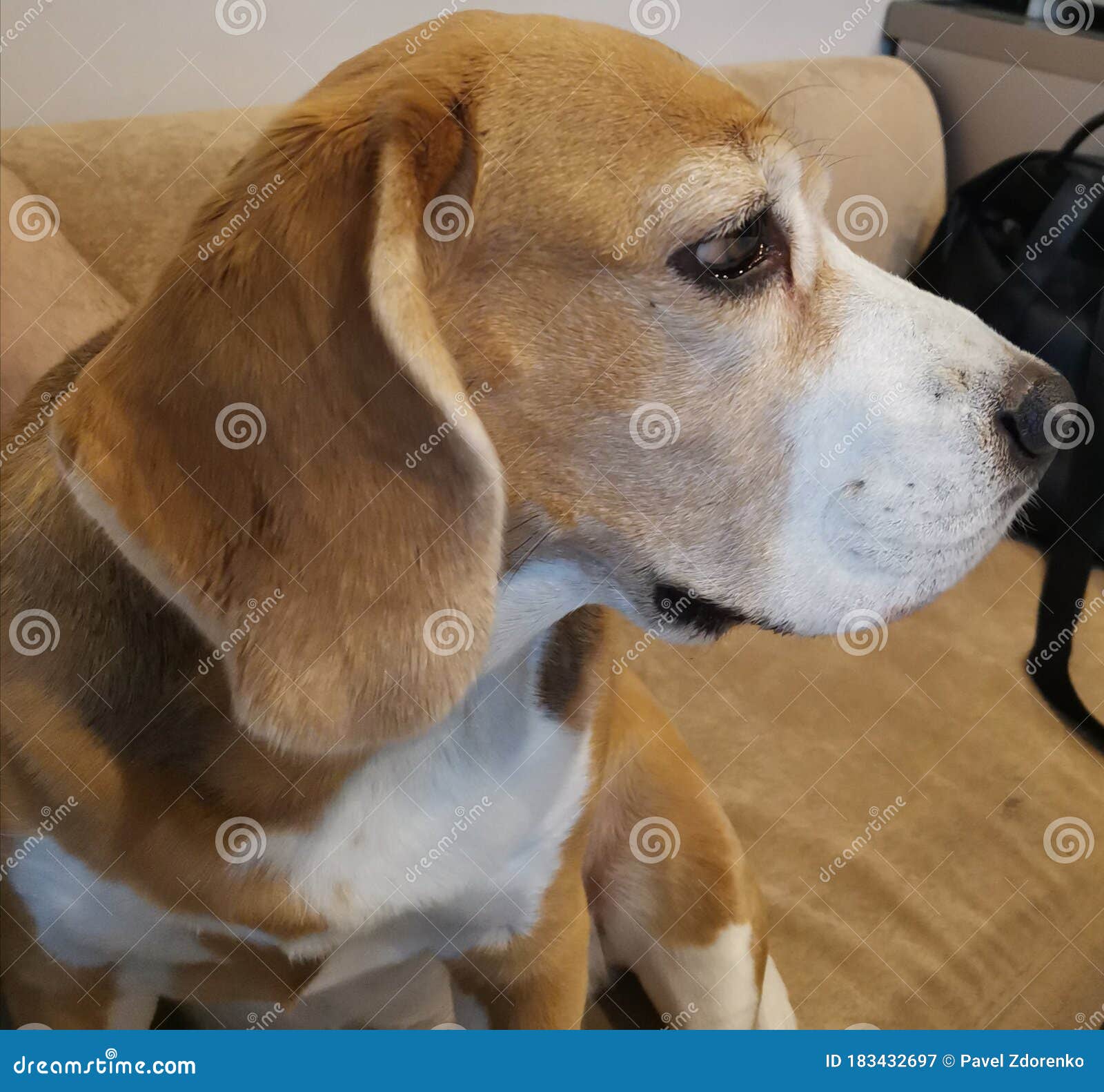 Dog is think stock image. Image of whiskers, think, snout - 183432697