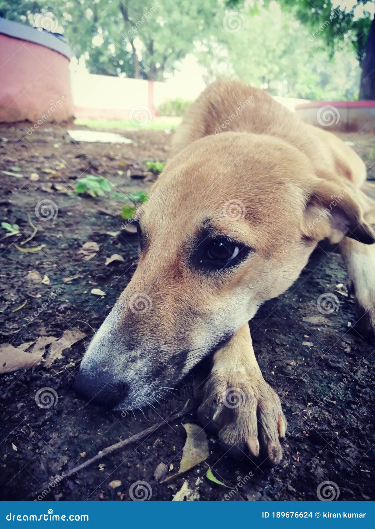 Dog is thinking stock photo. Image of grass, sand, leaves - 189676624