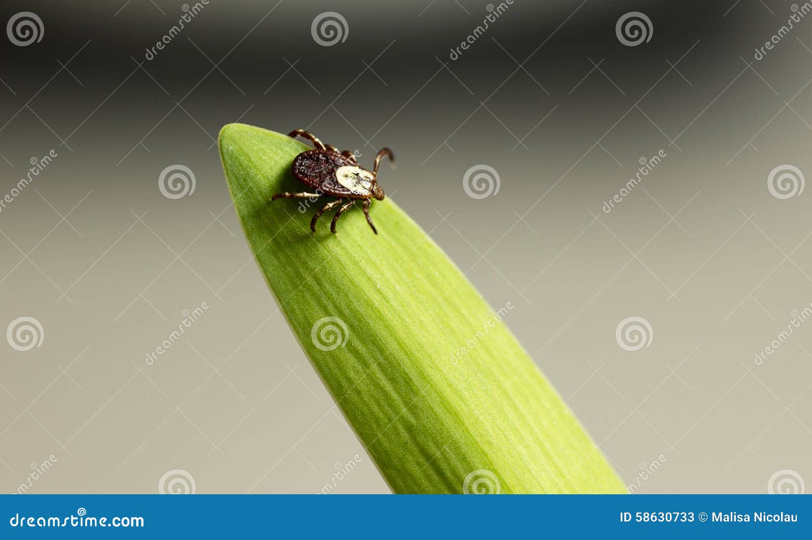 Dog Tick on Leaf stock image. Image of crawl, scary, mite - 58630733