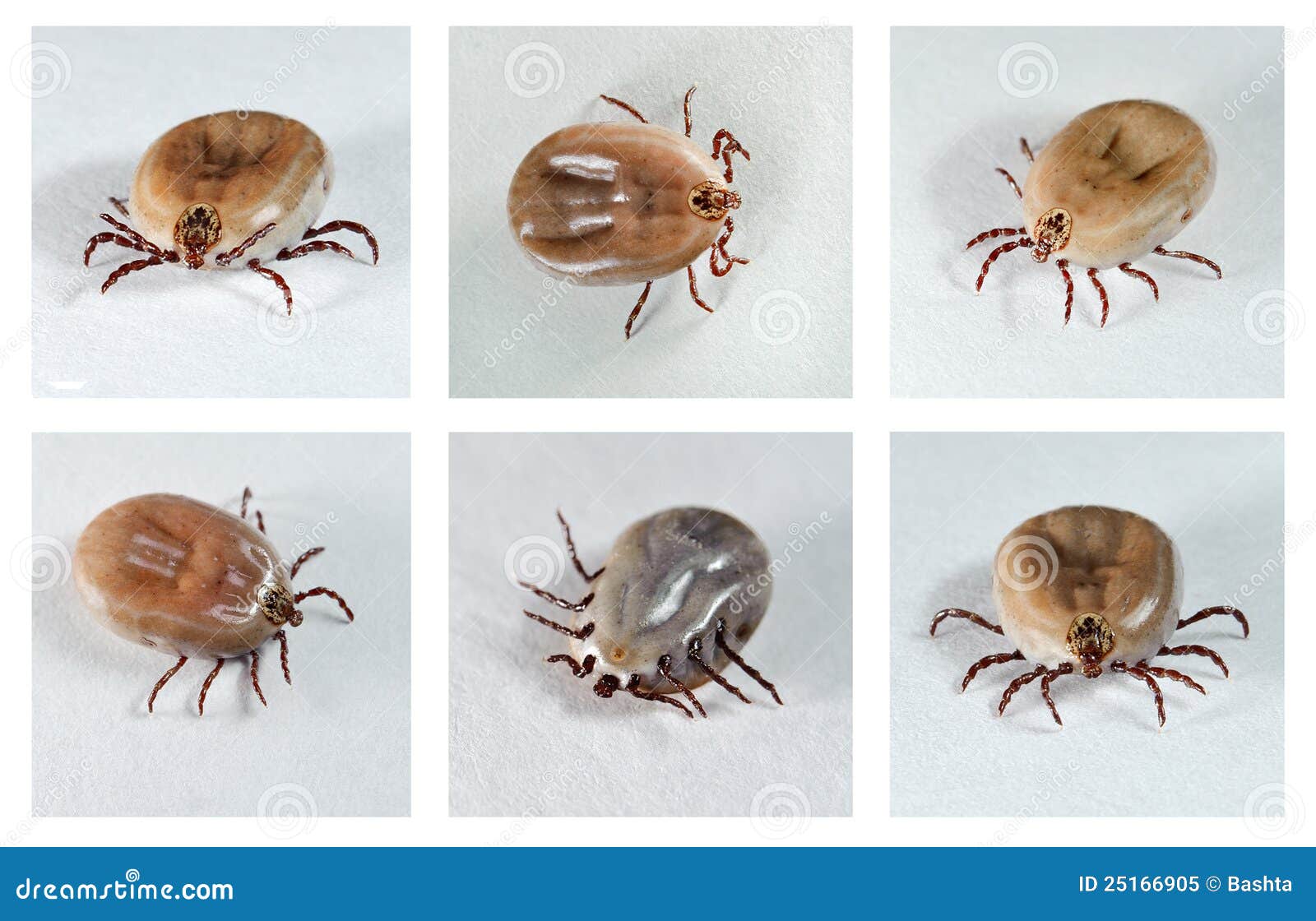 Dog Ticks. stock image. Image of stinging, horror, ixodes - 25166905