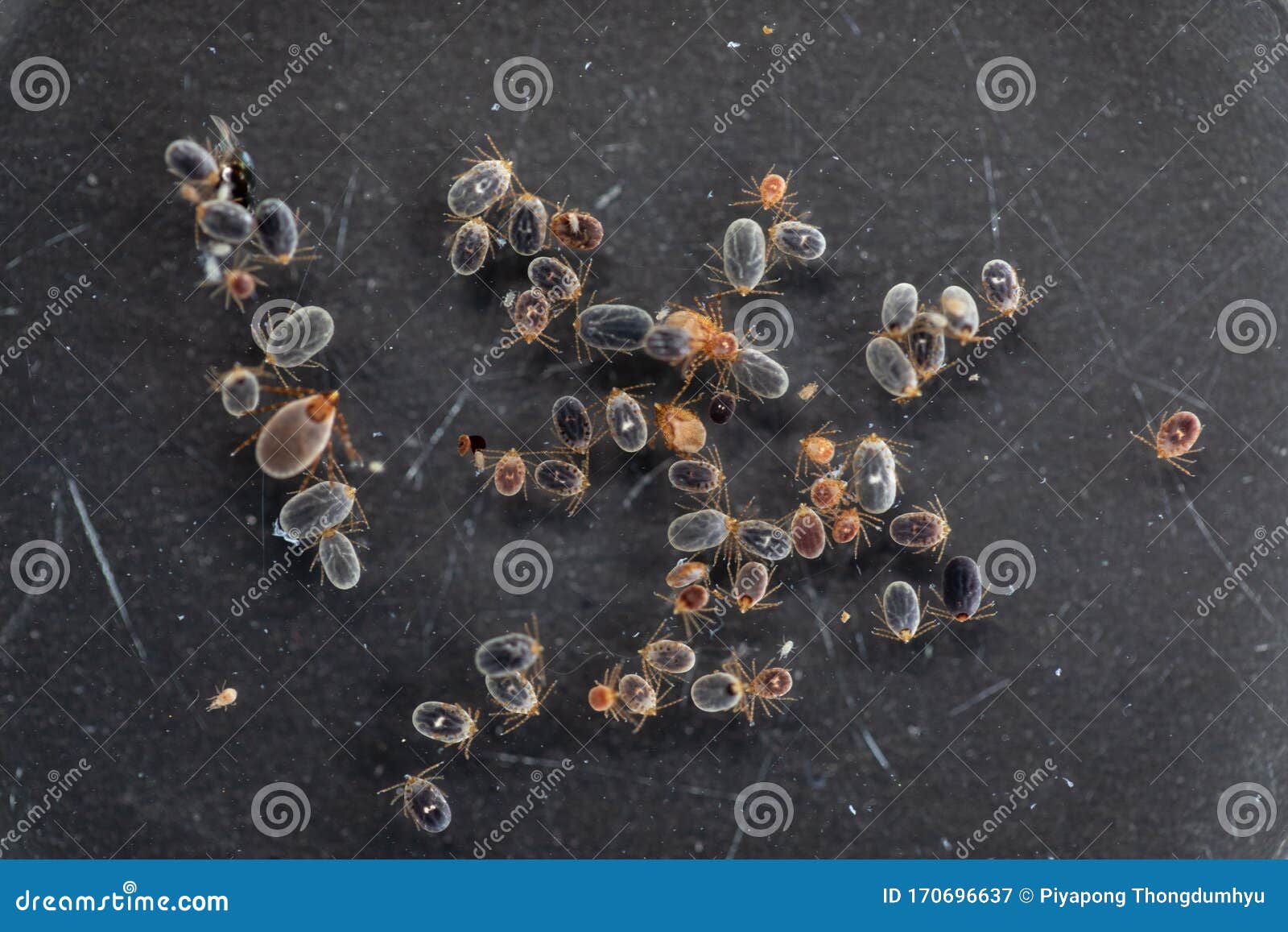 Dog Ticks and Flea Under Microscope for Study in Laboratory. Stock ...
