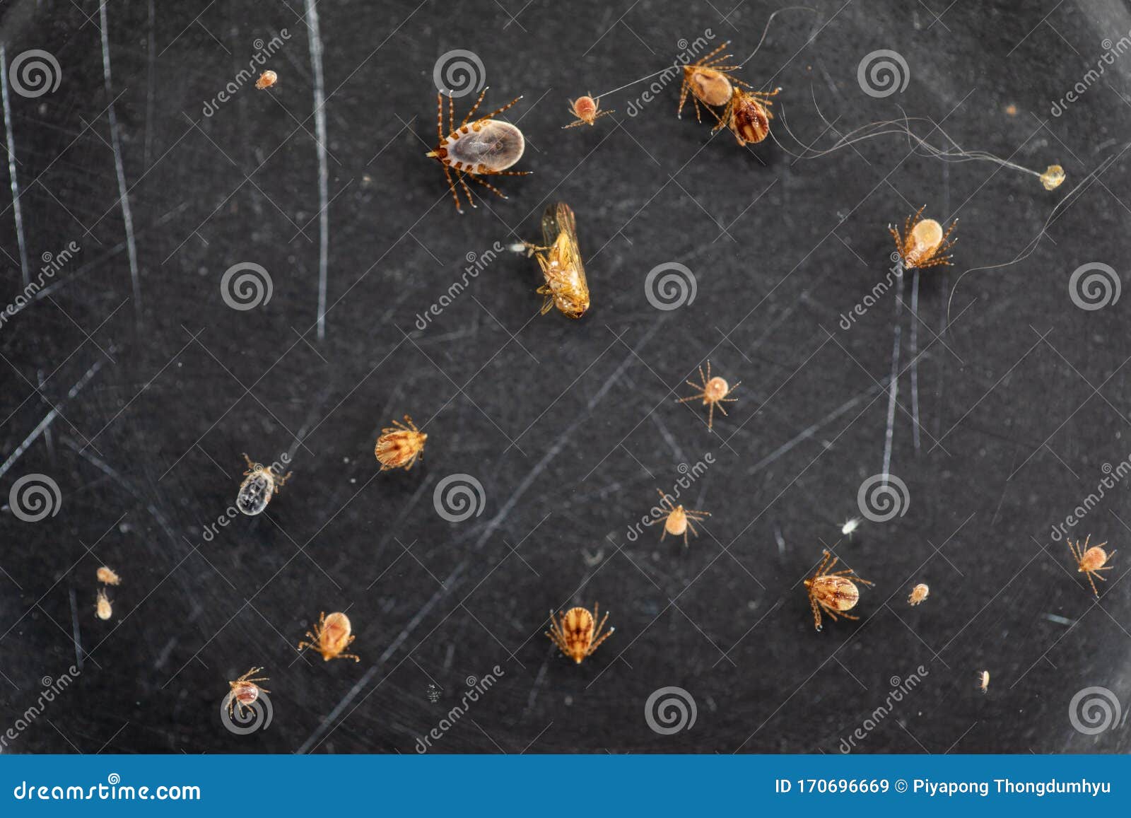Dog Ticks and Flea Under Microscope for Study in Laboratory. Stock ...