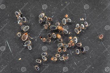 Dog Ticks and Flea Under Microscope for Study in Laboratory. Stock ...