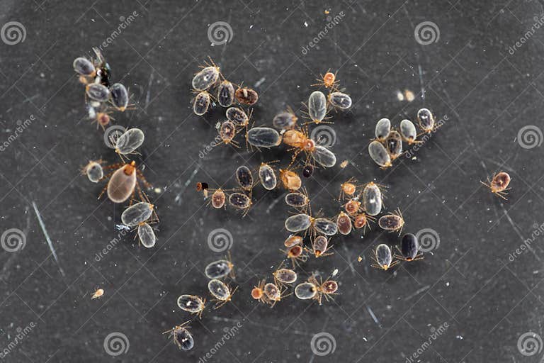 Dog Ticks and Flea Under Microscope for Study in Laboratory. Stock ...