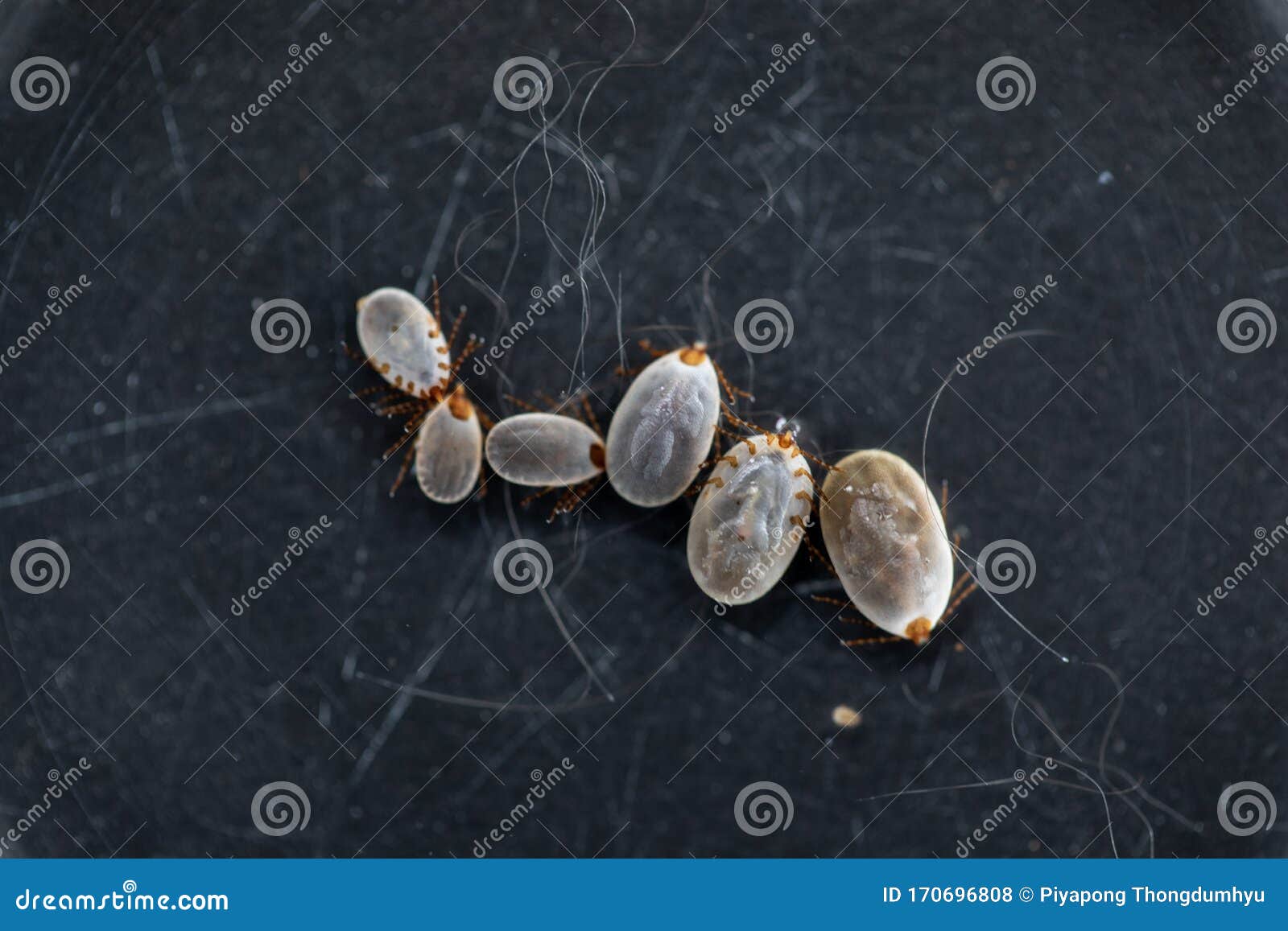 Dog Ticks and Flea Under Microscope for Study in Laboratory. Stock ...