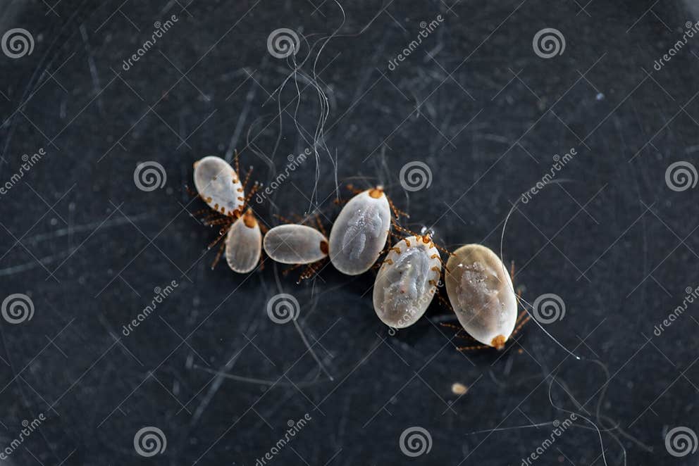 Dog Ticks and Flea Under Microscope for Study in Laboratory. Stock ...