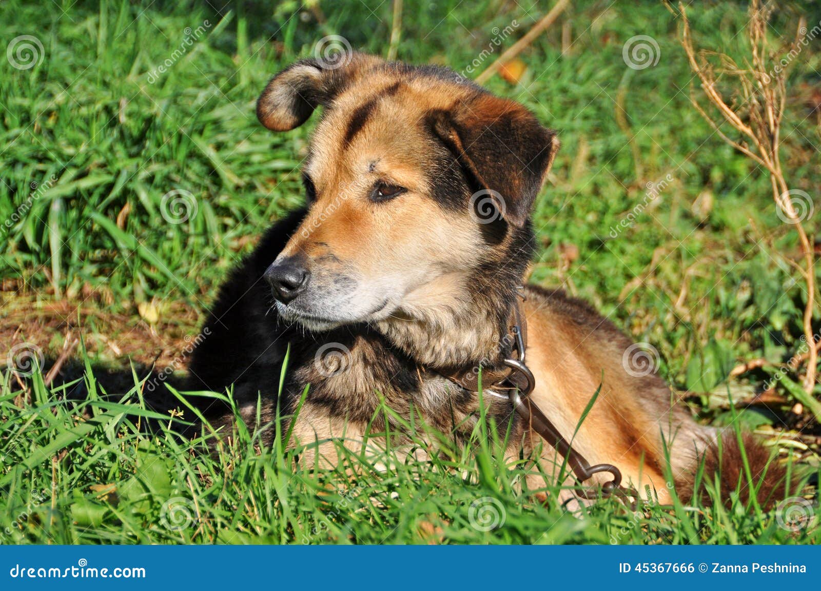 Dog tied to the chain stock photo. Image of feet, tied - 45367666