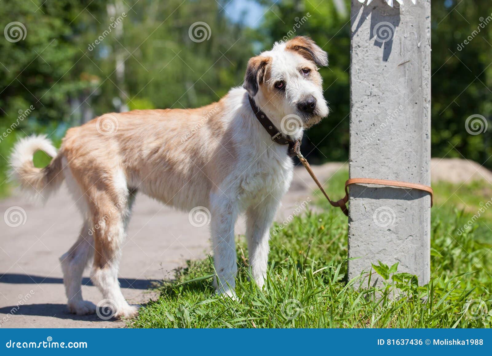 Dog Tied To a Concrete Pillar Stock Photo - Image of white, city: 81637436