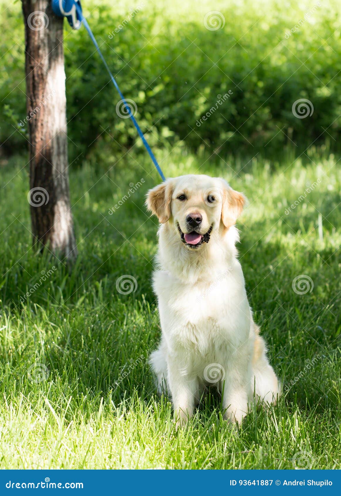 A Dog Tied To a Tree in the Open Air Stock Image - Image of mammal ...