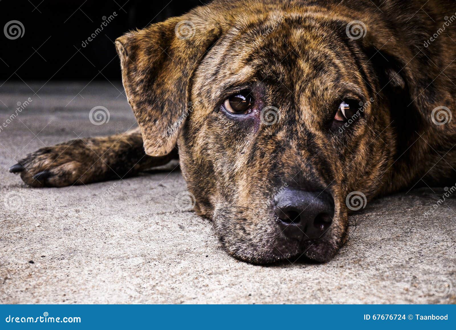 Dog stock photo. Image of nose, tiger, short, lying, face - 67676724
