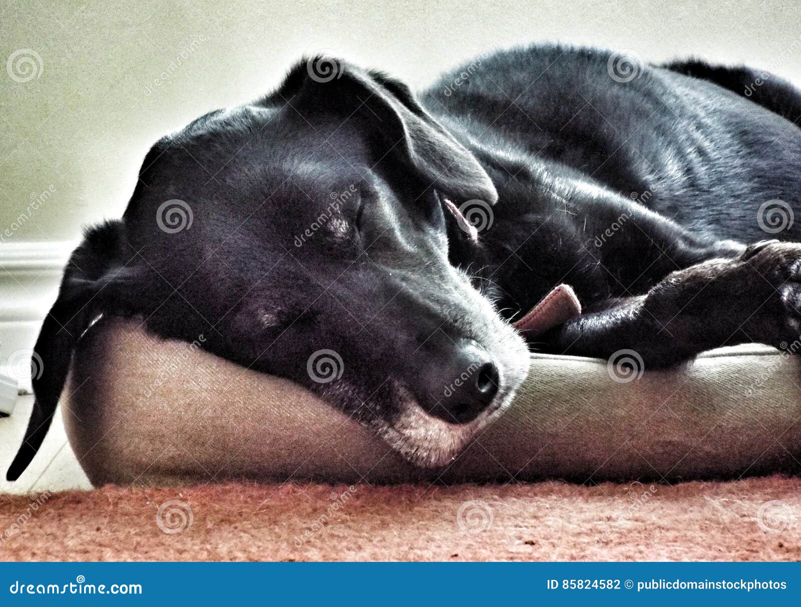 Dog Tired Picture. Image: 85824582