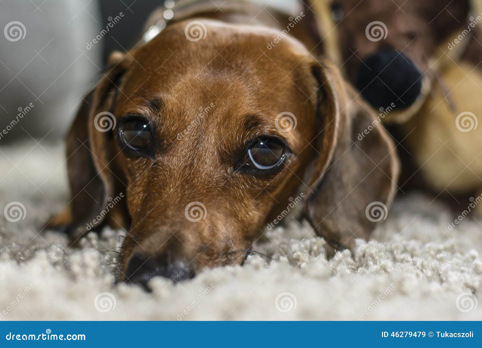 Dog tired look stock image. Image of background, blurred - 46279479