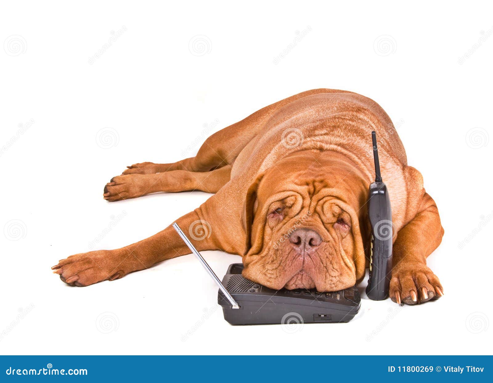 Dog Tired of Phone Calls stock image. Image of office - 11800269