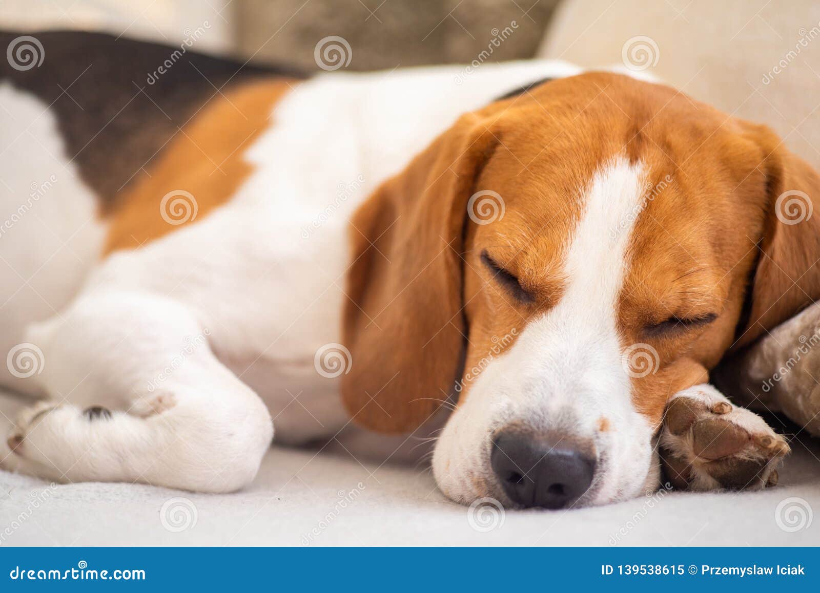 Dog Tired Sleeps on a Couch, Beagle on Sofa Stock Image - Image of ...