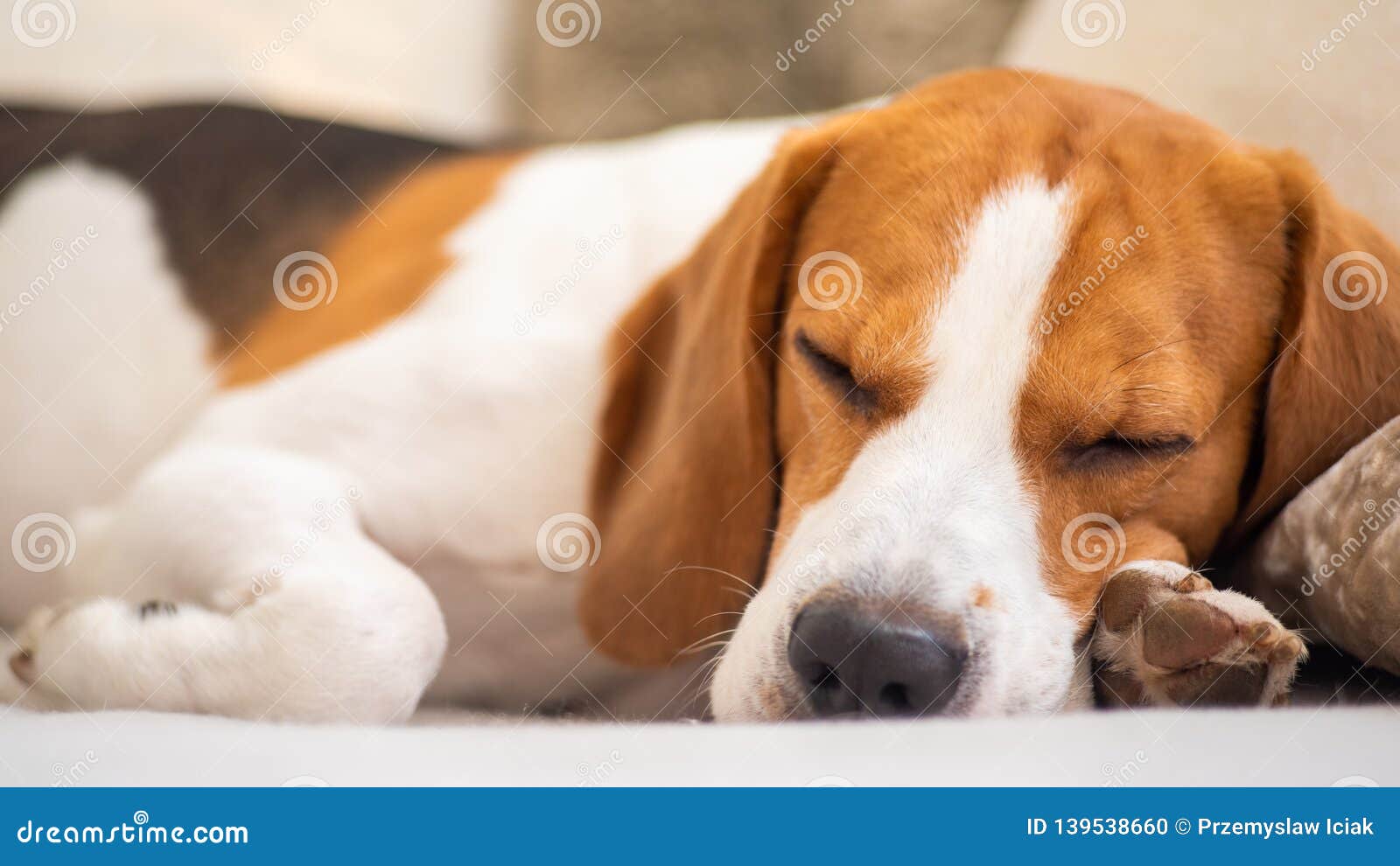 Dog Tired Sleeps on a Couch, Beagle on Sofa Stock Photo - Image of ...