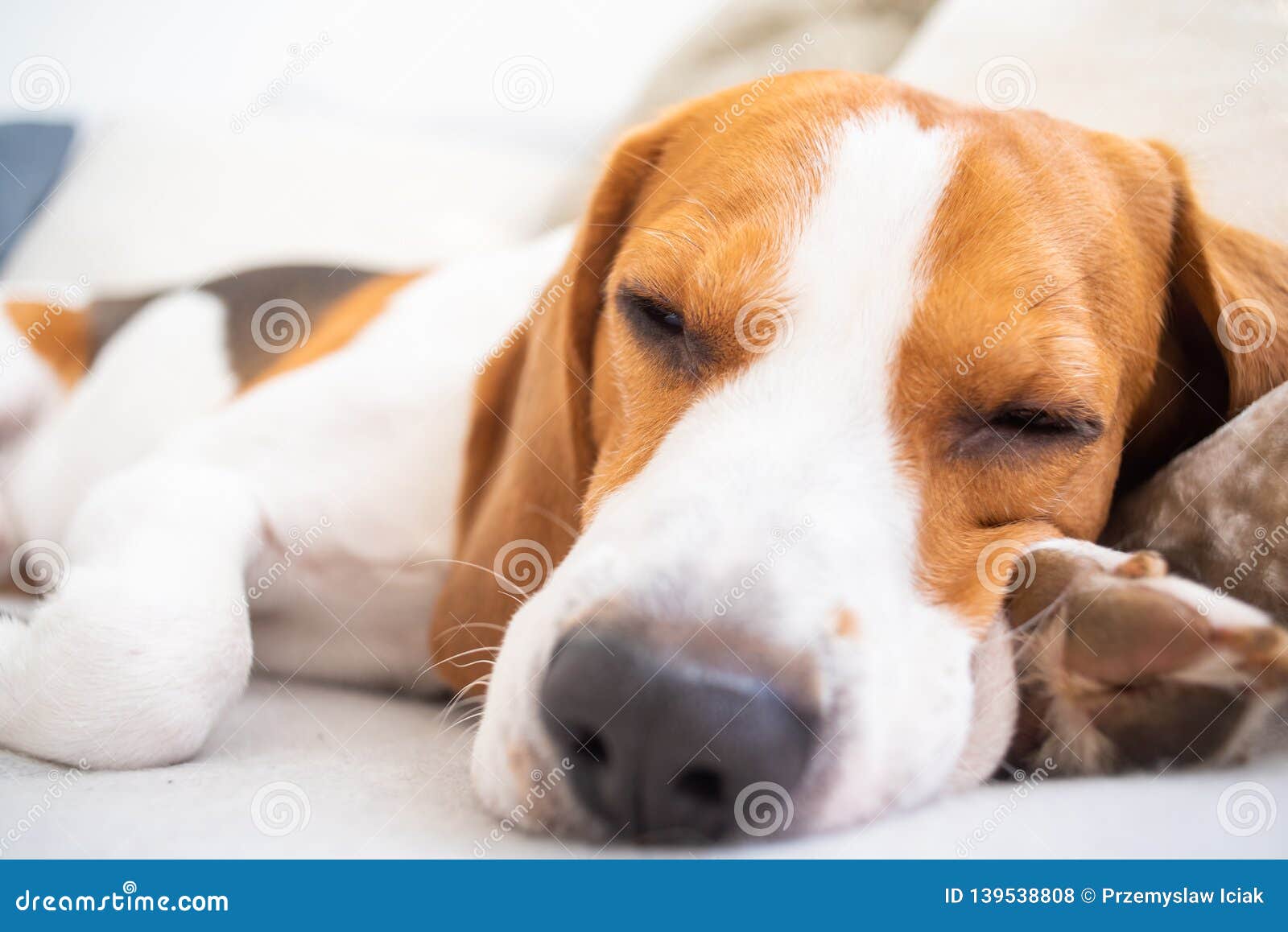 Dog Tired Sleeps on a Couch, Beagle on Sofa Stock Photo - Image of ...
