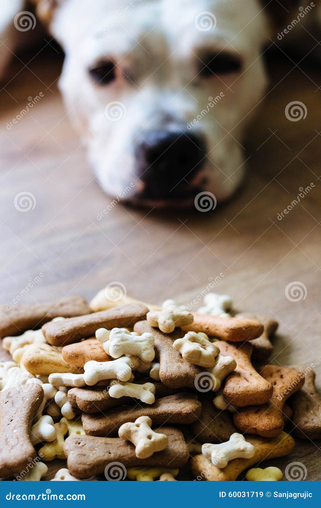 Dog Tired of Waiting To Eat a Bone Stock Image - Image of canine ...
