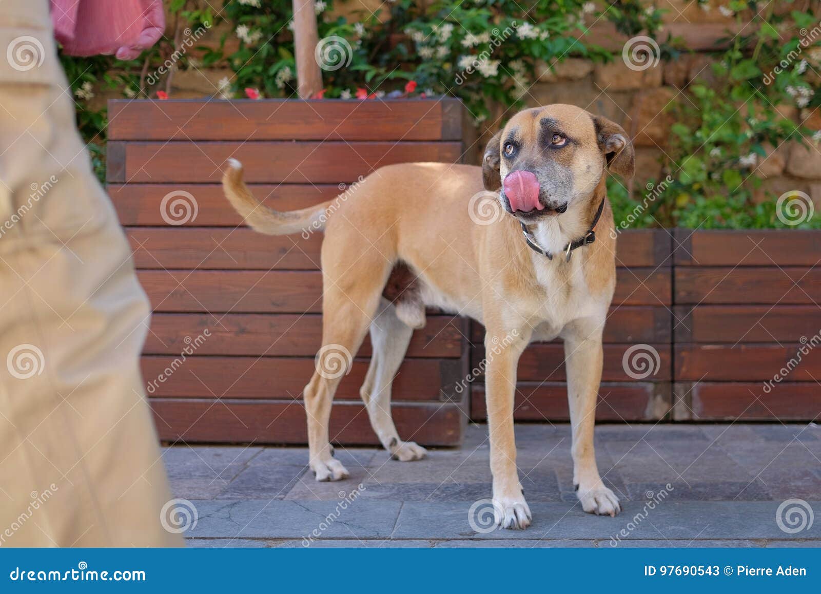 Dog with tongue stock image. Image of animals, funny - 97690543