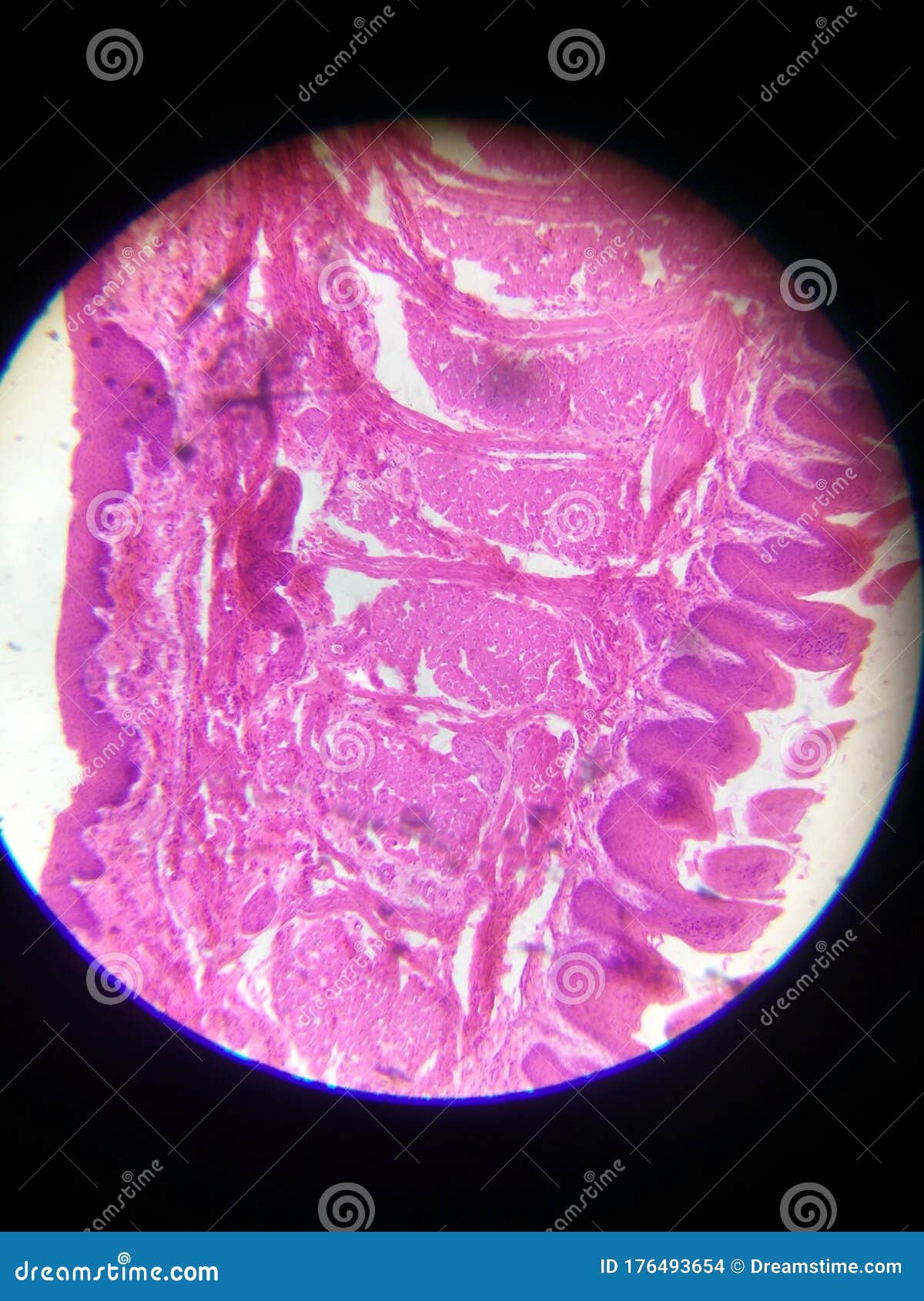 Dog Tongue Under a Microscope Stock Photo - Image of tongue, cool ...