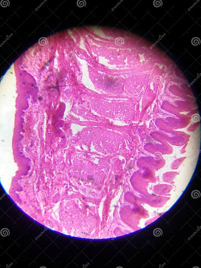 Dog Tongue Under a Microscope Stock Photo - Image of tongue, cool ...