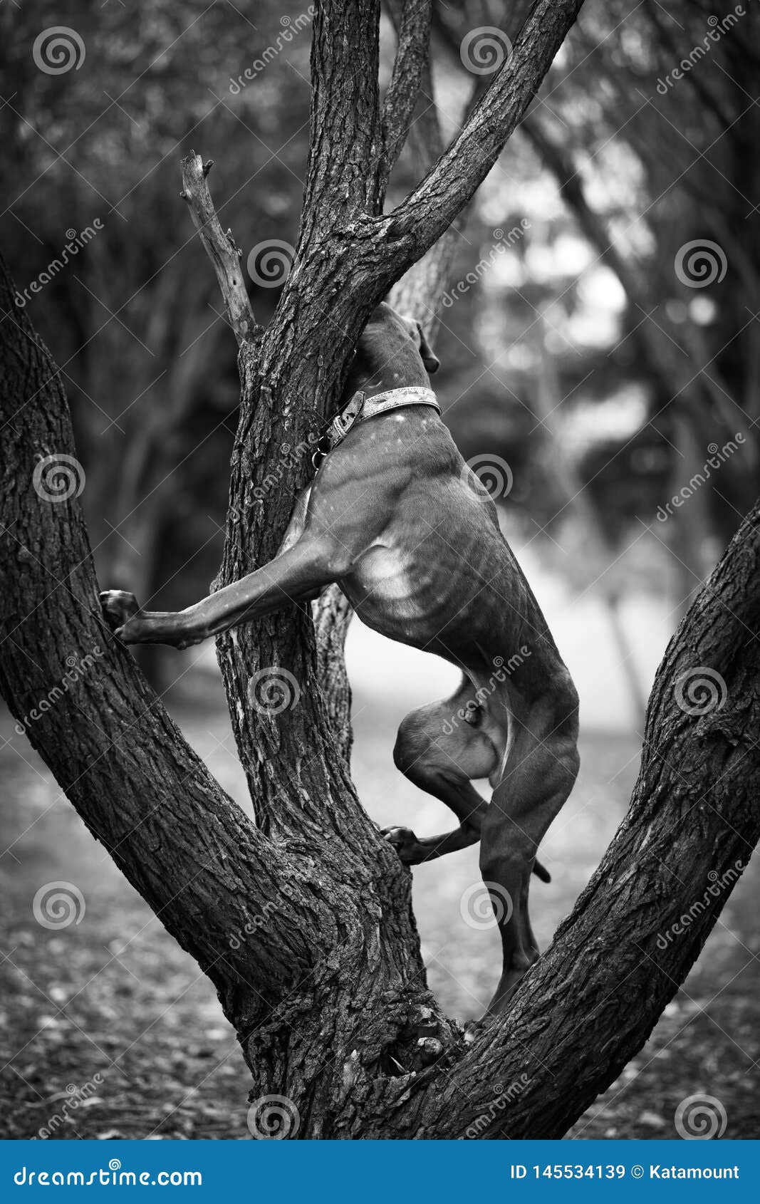 The dog took the tree form stock image. Image of fauna - 145534139
