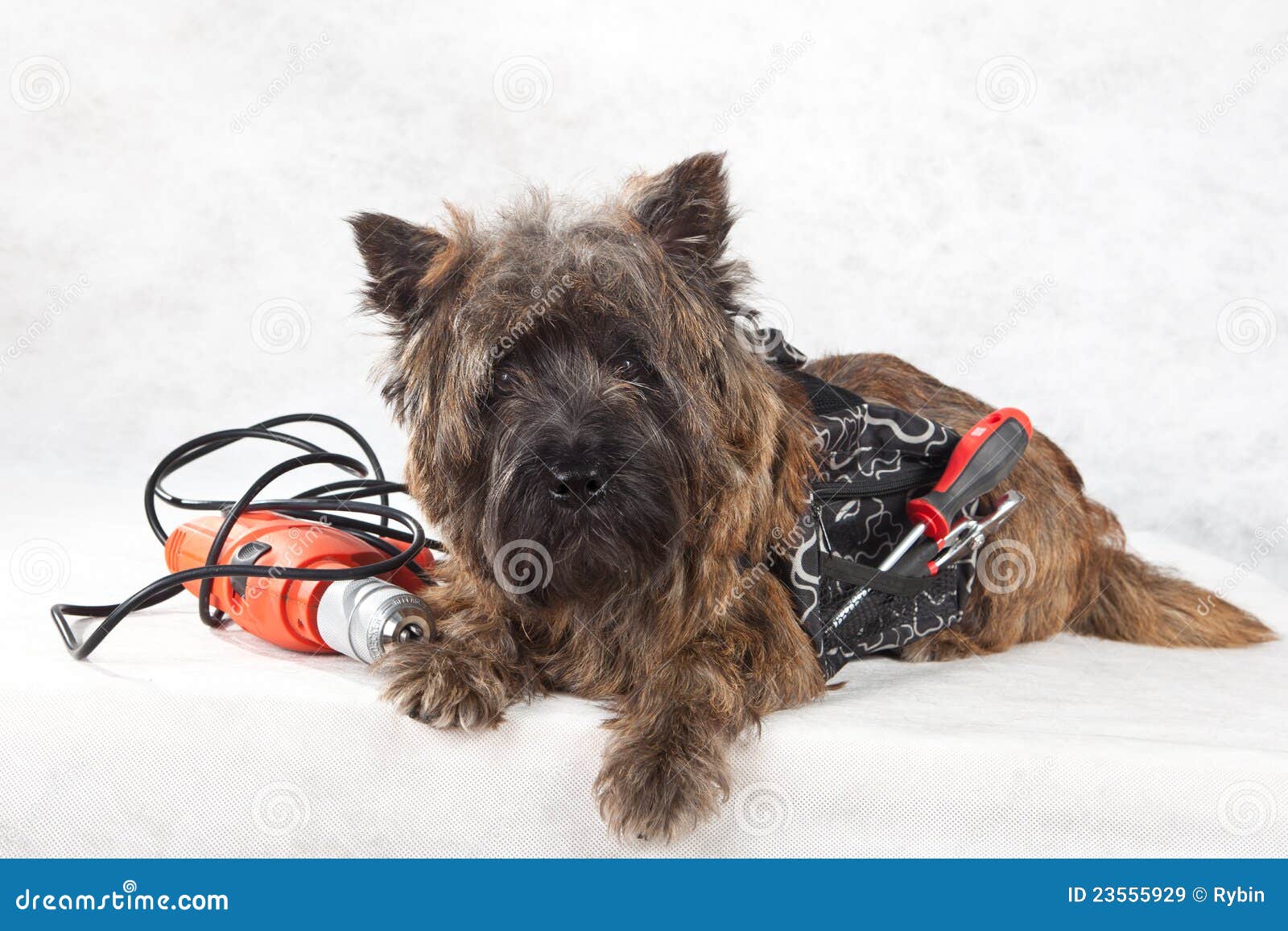 Dog with Tools Portrait on White. Stock Image - Image of friend, doggy ...