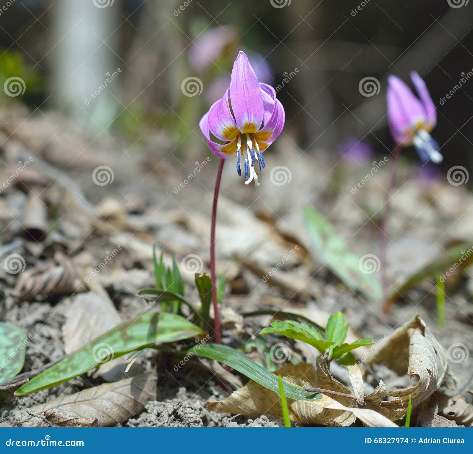 Dog-tooth Violet (Erythronium Dens-canis) Stock Photo - Image of ...