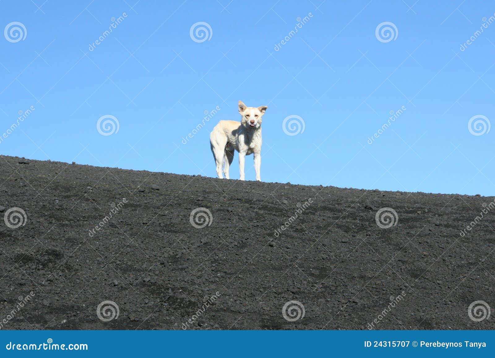 Dog on the Top of Etna Volcano Stock Image - Image of blue, volcano ...