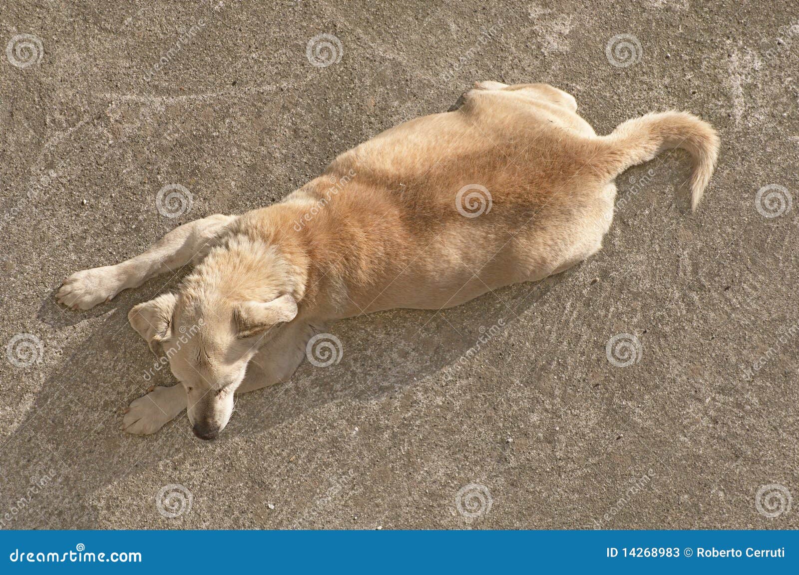 Dog, top view stock image. Image of topview, hair, concrete - 14268983