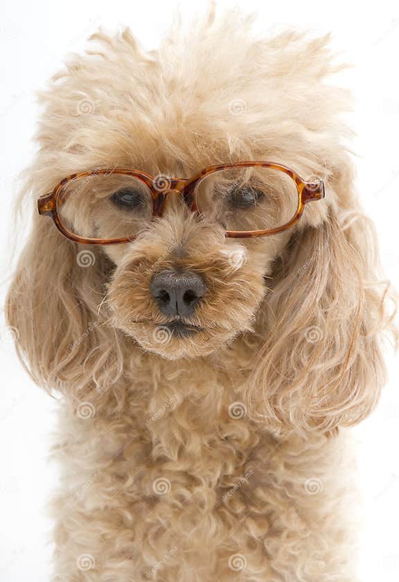 Dog in Tortoise Shell Glasses Stock Image - Image of animal, occupation ...