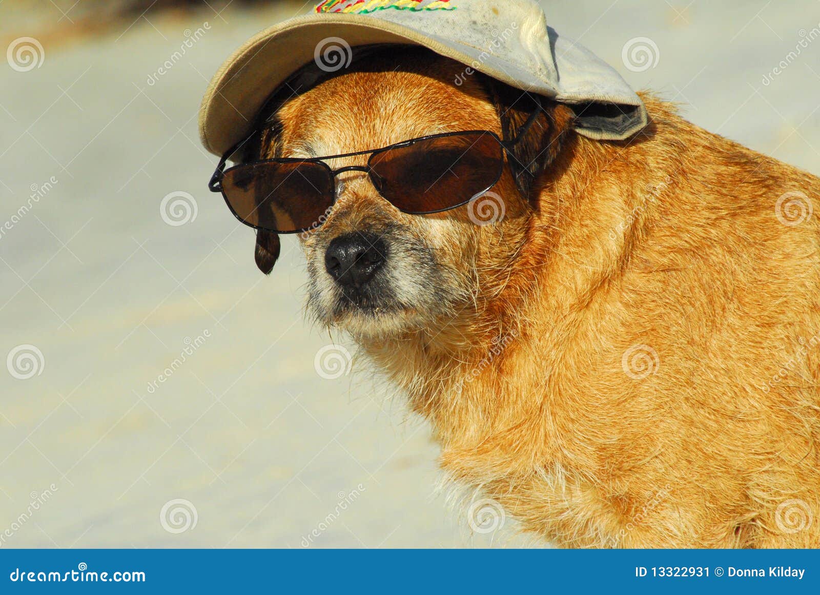 Dog tourist in Caribbean stock image. Image of sand, haired - 13322931