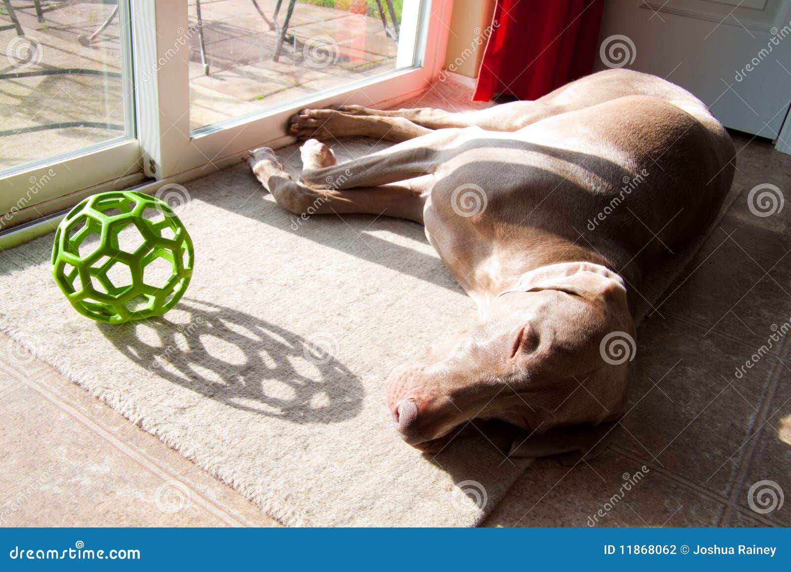 Dog with Toy stock photo. Image of light, happy, tired - 11868062
