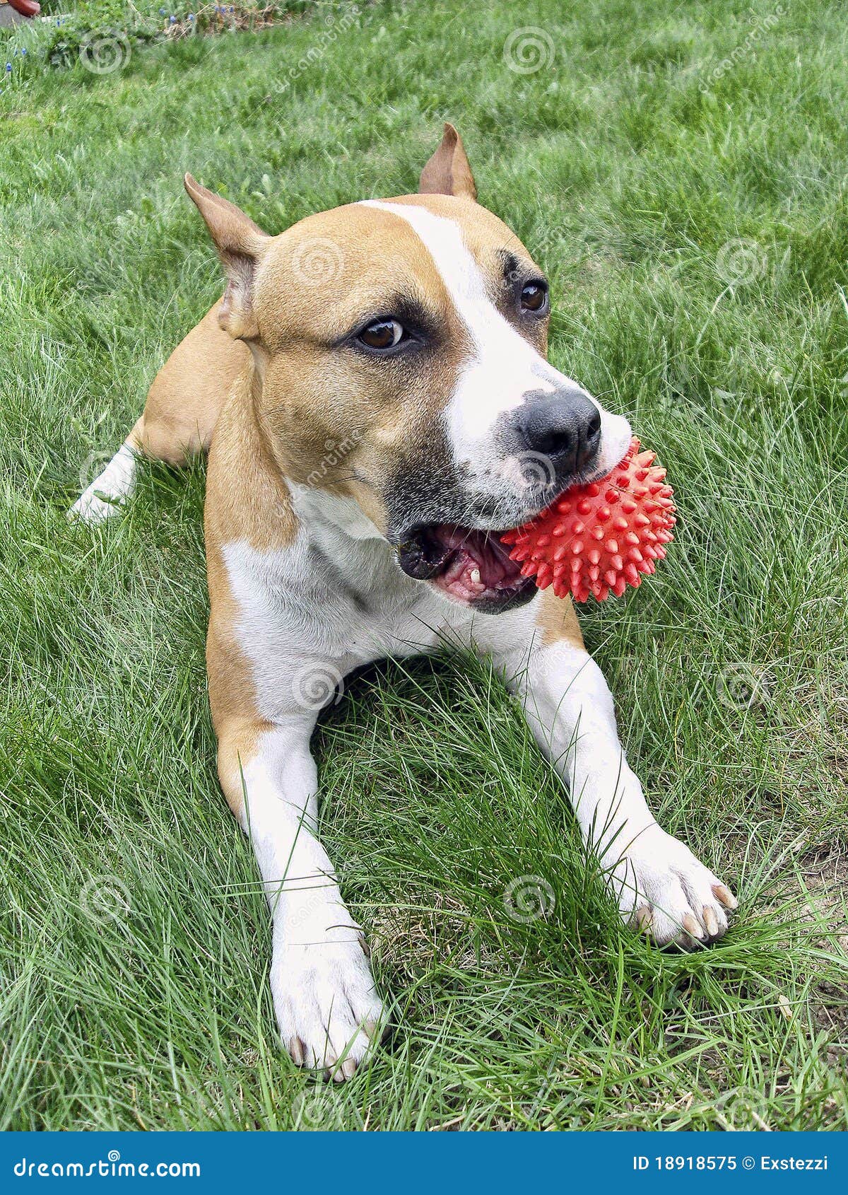 Dog with toy stock image. Image of garden, nature, happy - 18918575