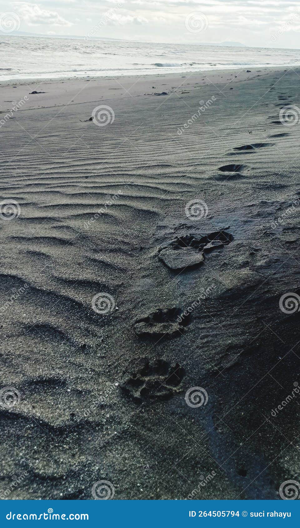Dog track at beach stock photo. Image of sand, horizon - 264505794