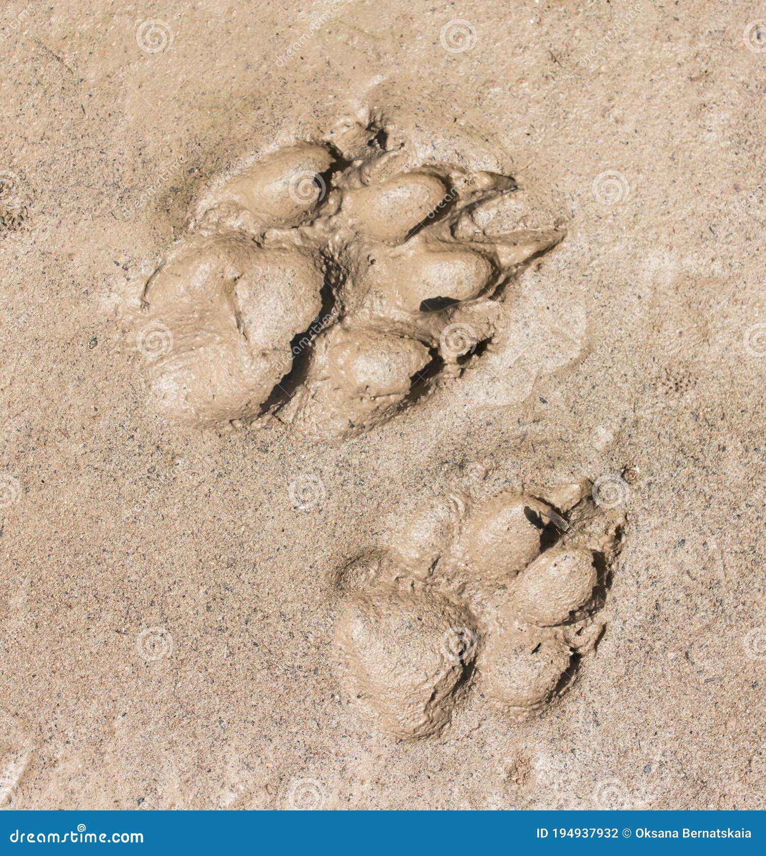 A dog track on the ground stock photo. Image of trail - 194937932