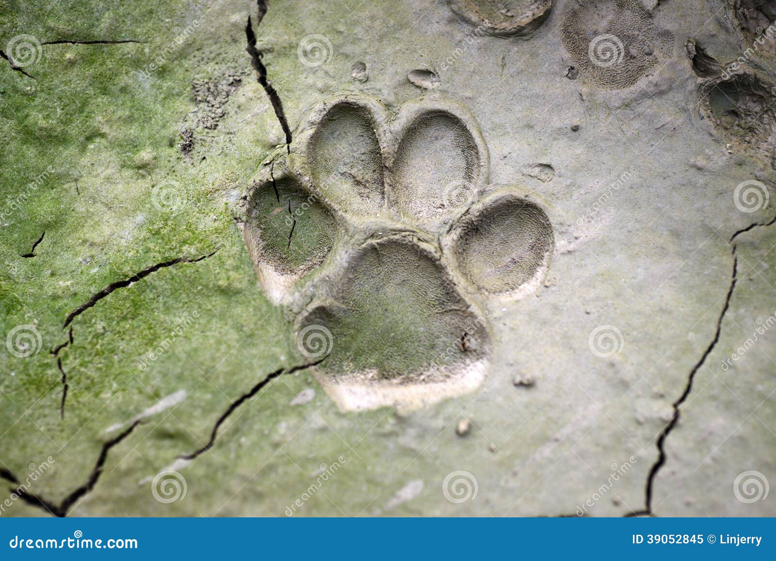 Dog track on mud - stock image. Image of odor, grain - 39052845