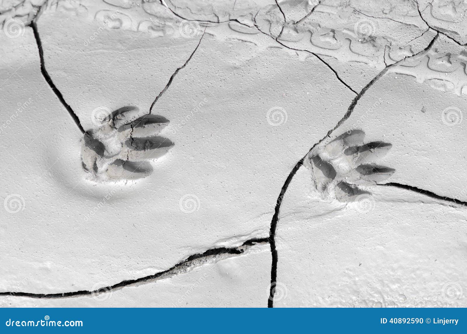 Dog track on mud stock photo. Image of pawprint, canine - 40892590
