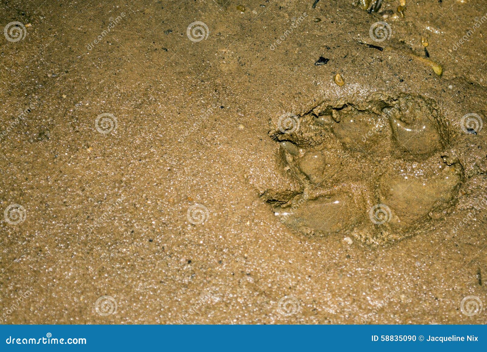 Dog Track in the Mud To the Right Stock Photo - Image of footprint ...