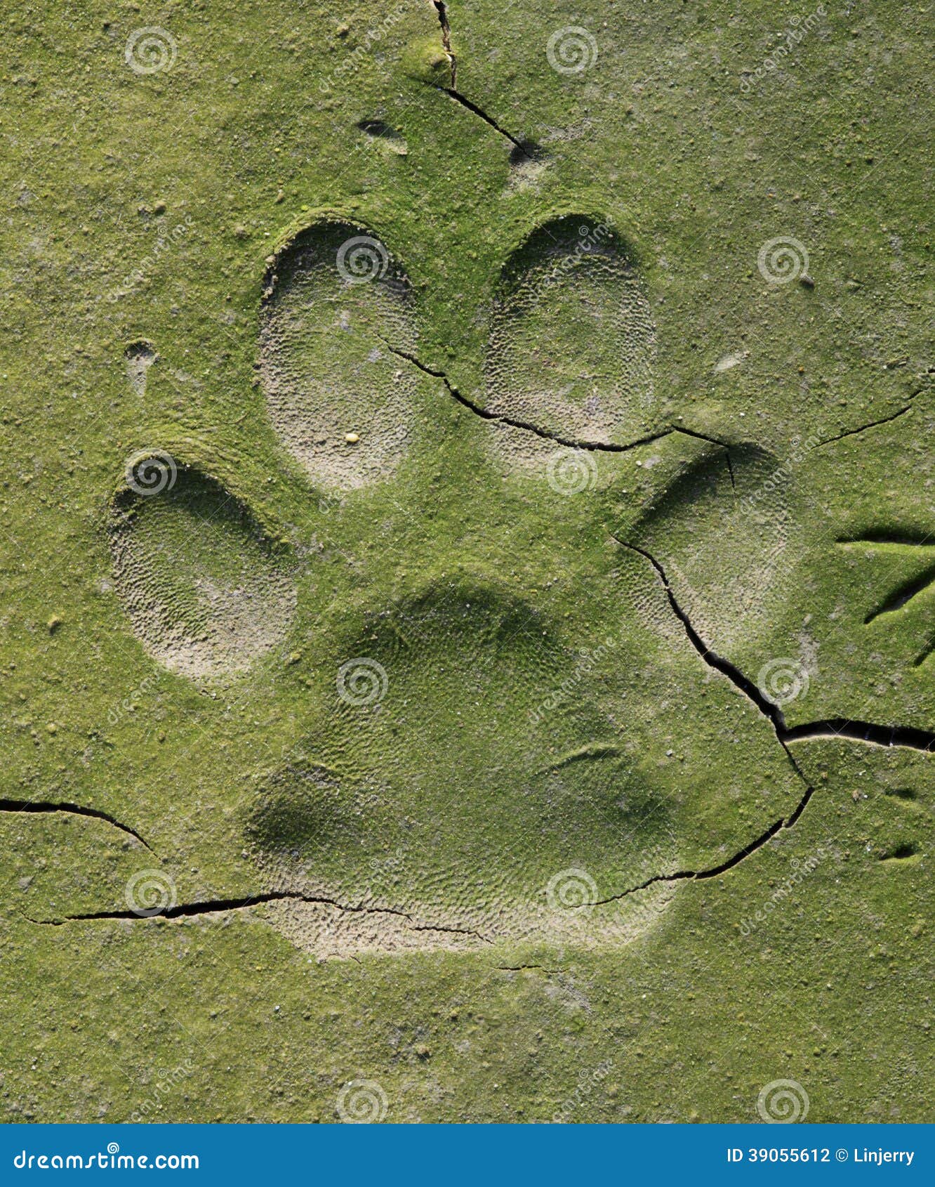 Dog tracks in cracked mud stock photo. Image of coyote - 39055612