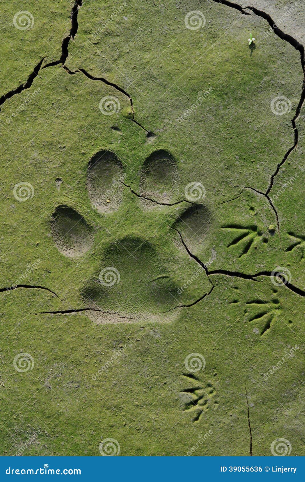 Dog tracks in cracked mud stock photo. Image of sand - 39055636