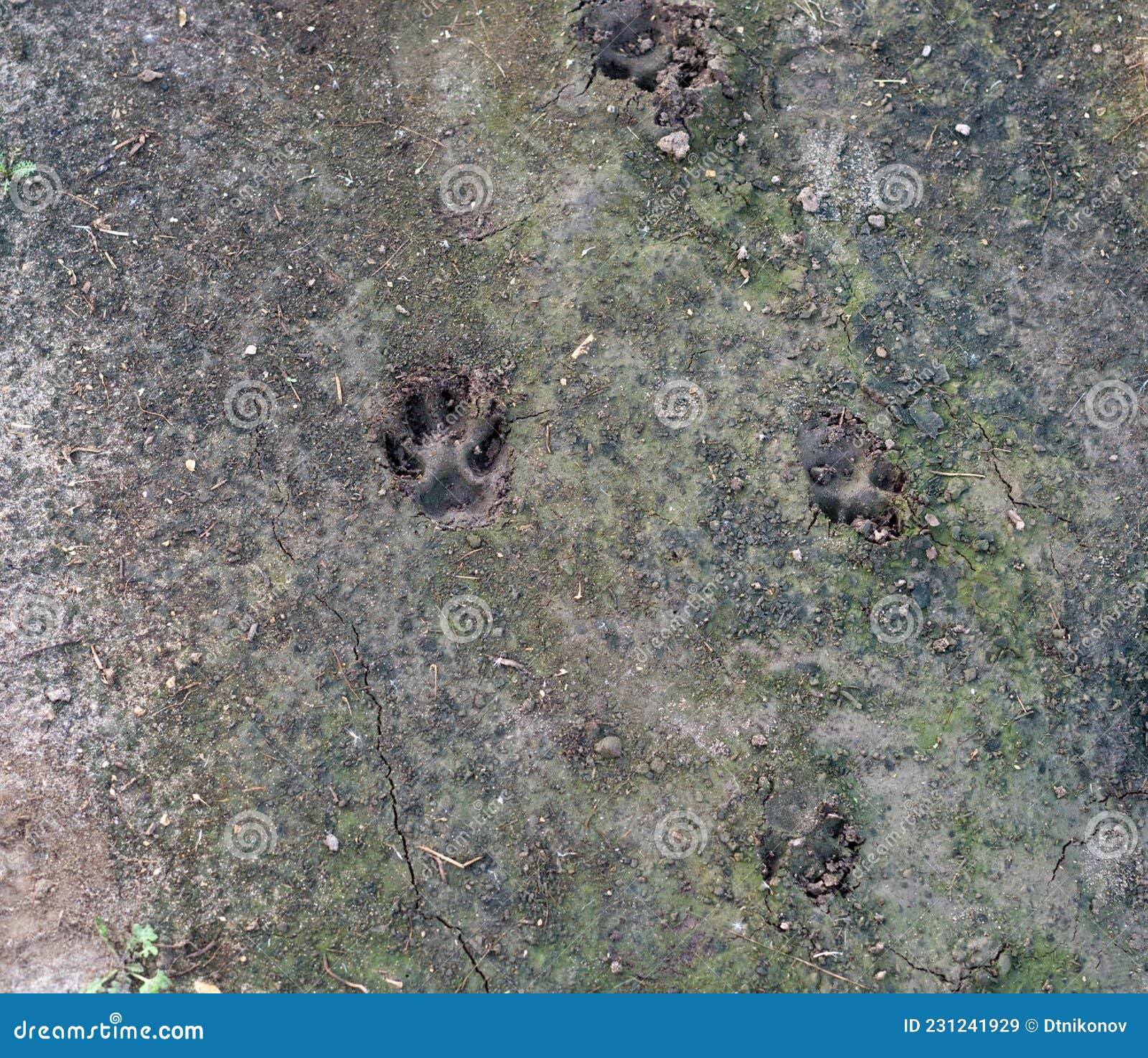 Dog Tracks on the Ground Top View Stock Image - Image of detail, summer ...